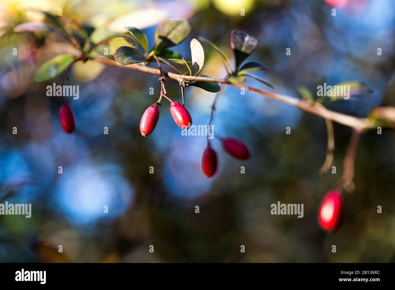 Berberis, commonly known as barberry close up shot. A branch of ...