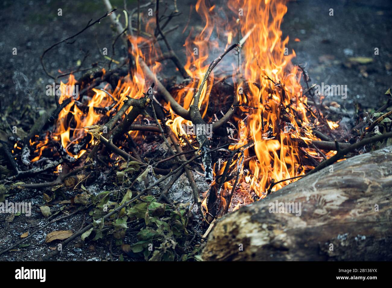 Farmer burns green waste in the concept of bonfire, bonfire outdoors ...