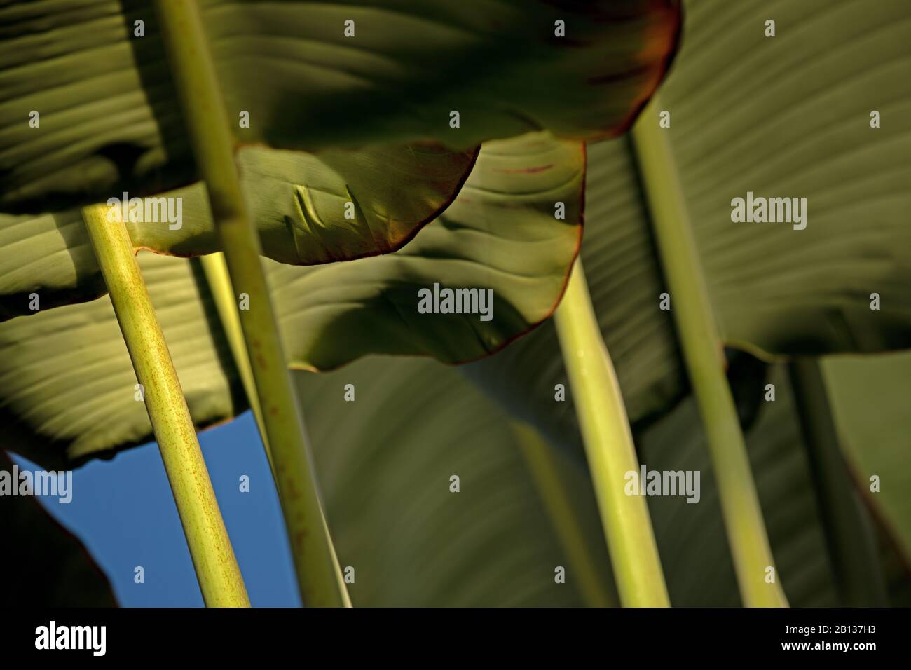 Tree of travelers Ravenala Strelitziaceae Stock Photo - Alamy