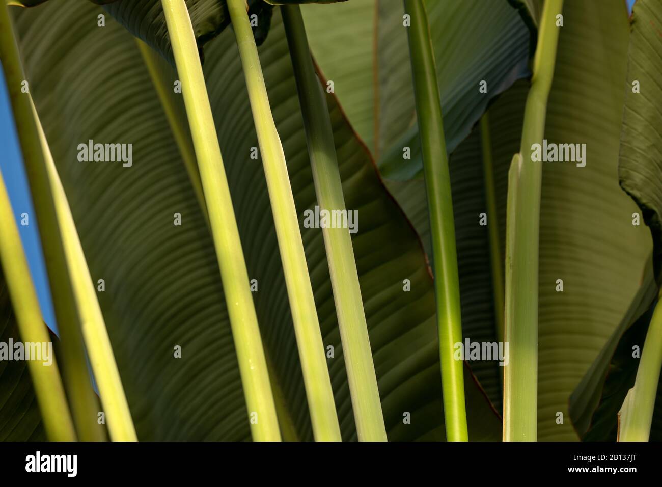 Tree of travelers Ravenala Strelitziaceae Stock Photo - Alamy