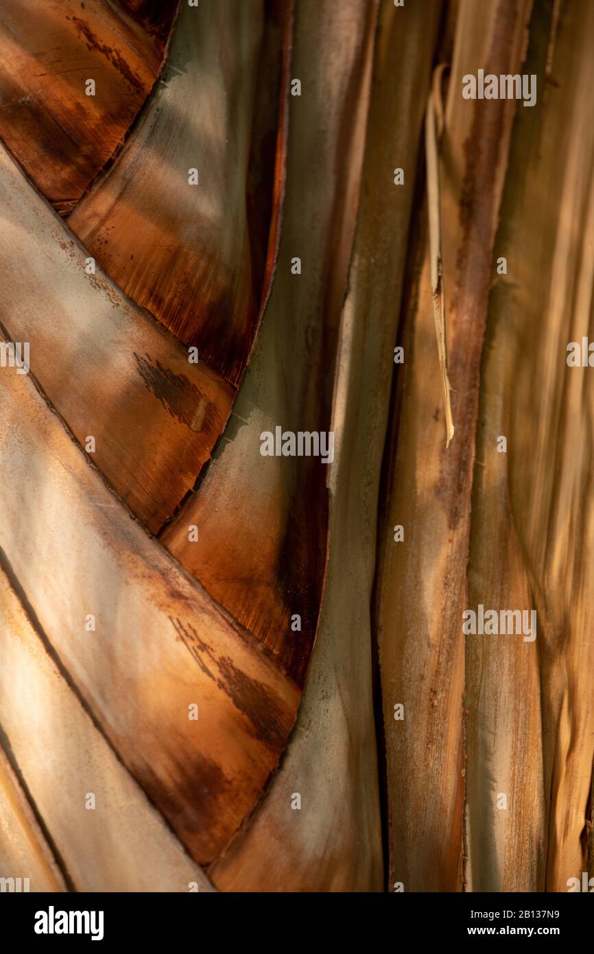 Tree of travelers Ravenala Strelitziaceae Stock Photo - Alamy