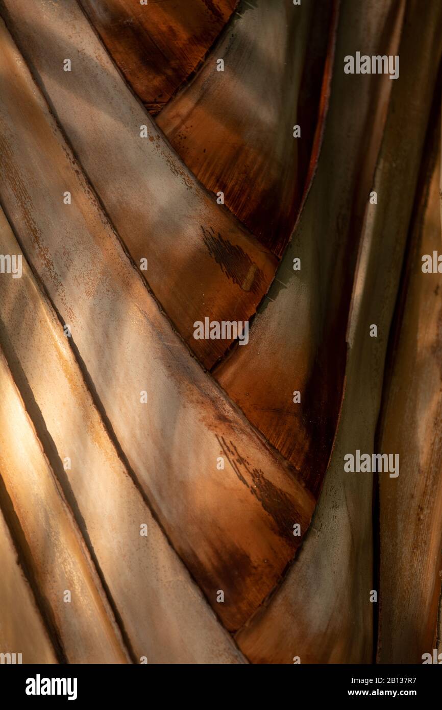 Tree of travelers Ravenala Strelitziaceae Stock Photo - Alamy