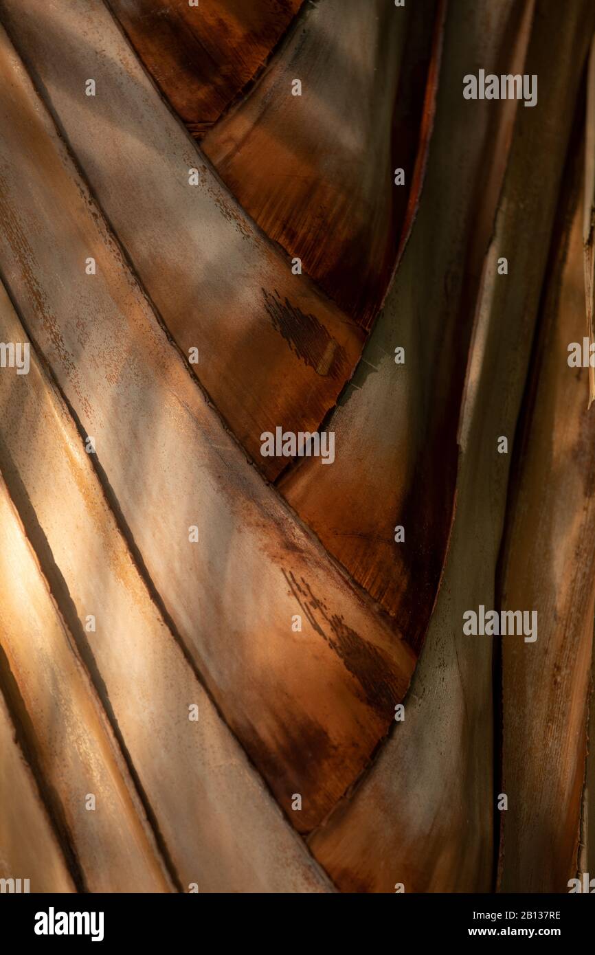 Tree of travelers Ravenala Strelitziaceae Stock Photo - Alamy