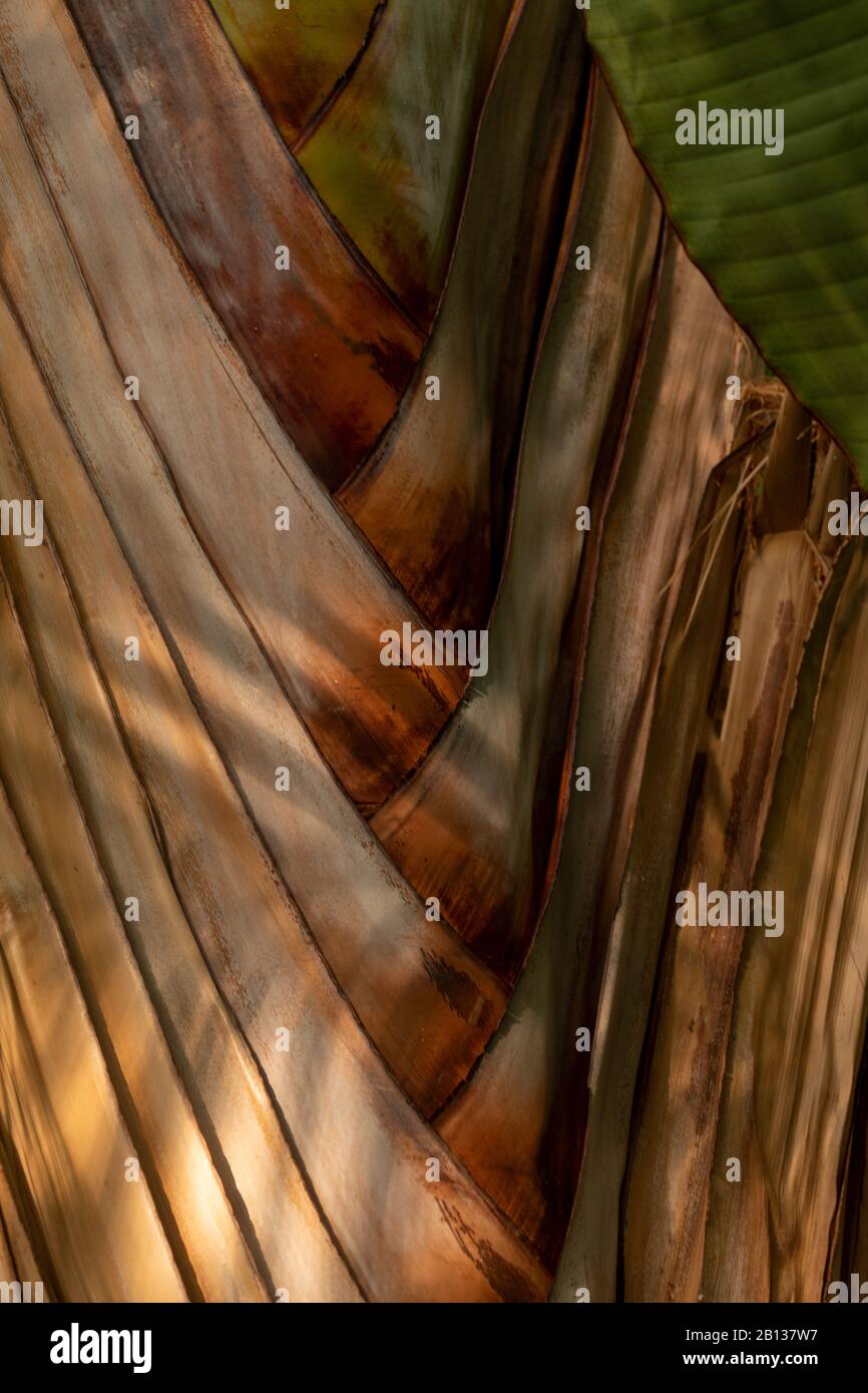 Tree of travelers Ravenala Strelitziaceae Stock Photo - Alamy