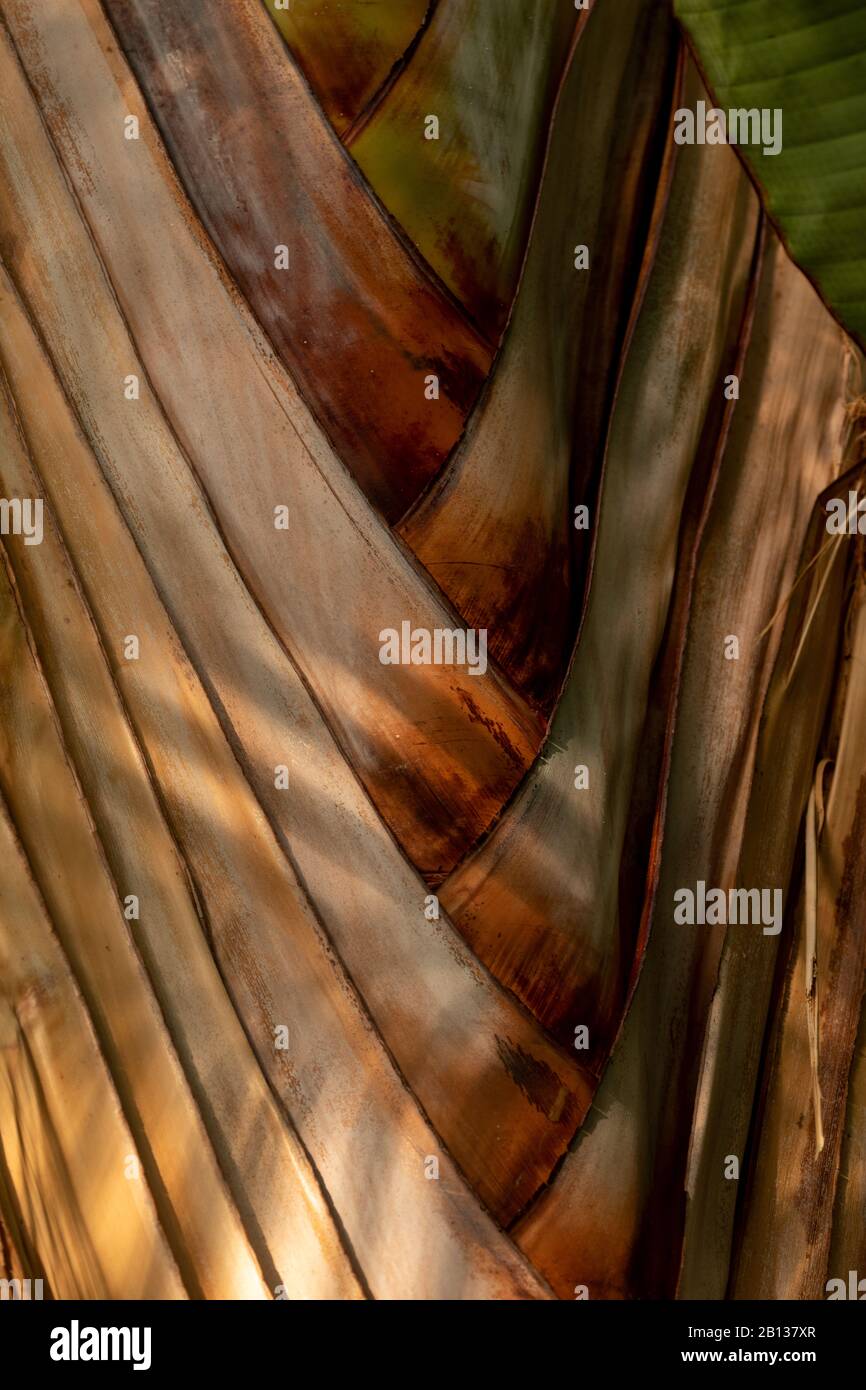 Tree of travelers Ravenala Strelitziaceae Stock Photo - Alamy