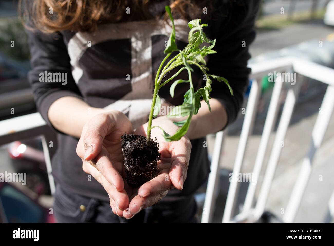 two hands holding and caring a young green plant / planting tree ...