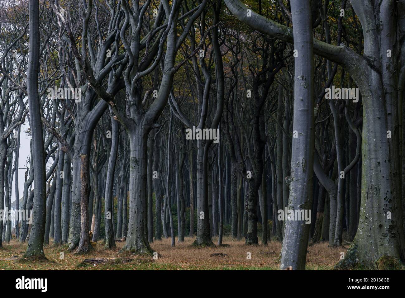 Ghost forest nienhagen mecklenburg vorpommern germany hi-res stock ...