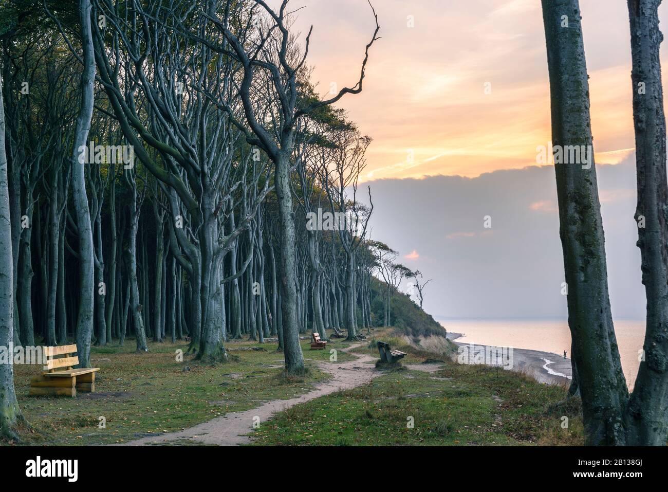 Ghost forest nienhagen mecklenburg vorpommern germany hi-res stock ...