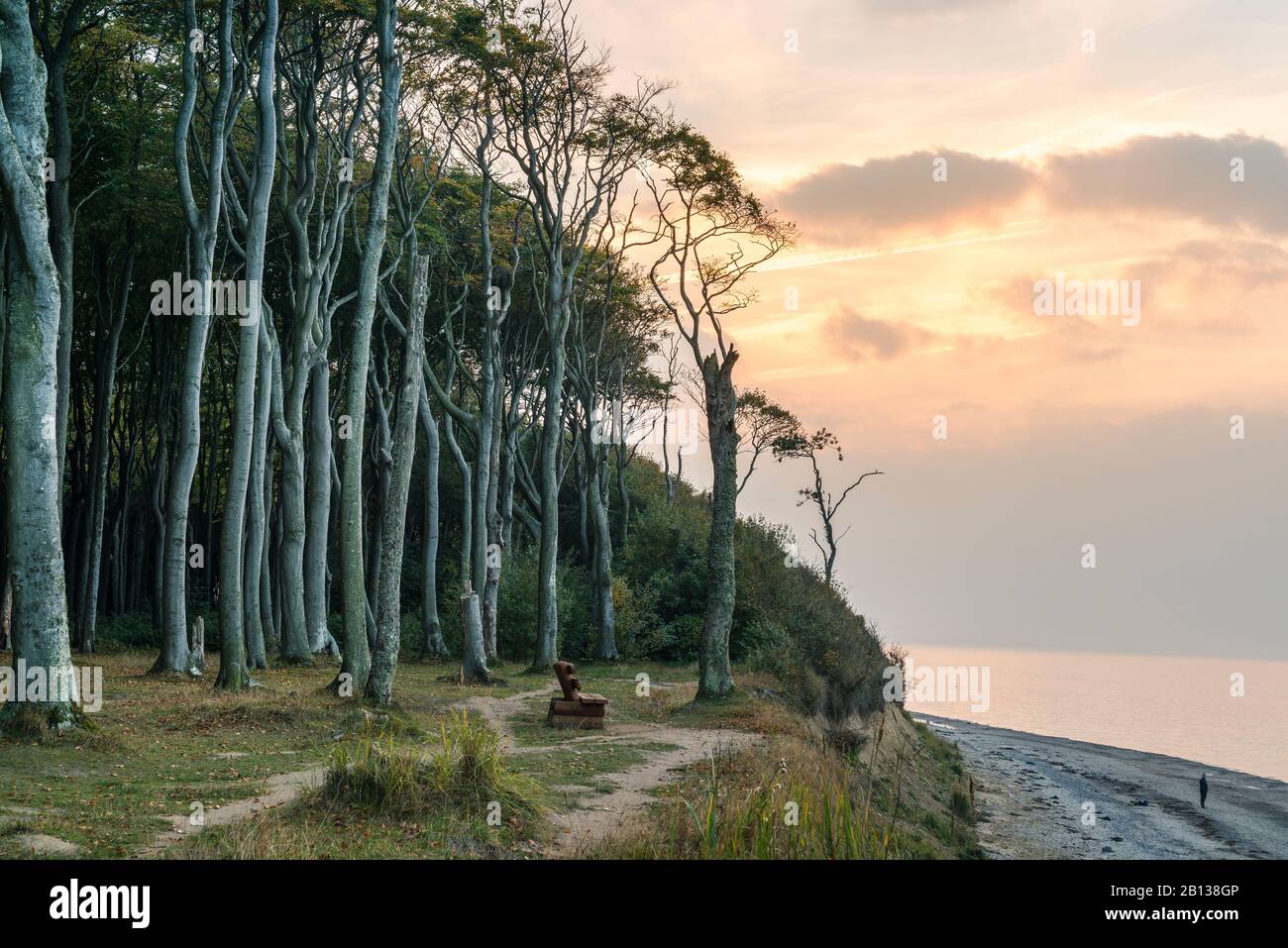 Ghost forest nienhagen mecklenburg vorpommern germany hi-res stock ...