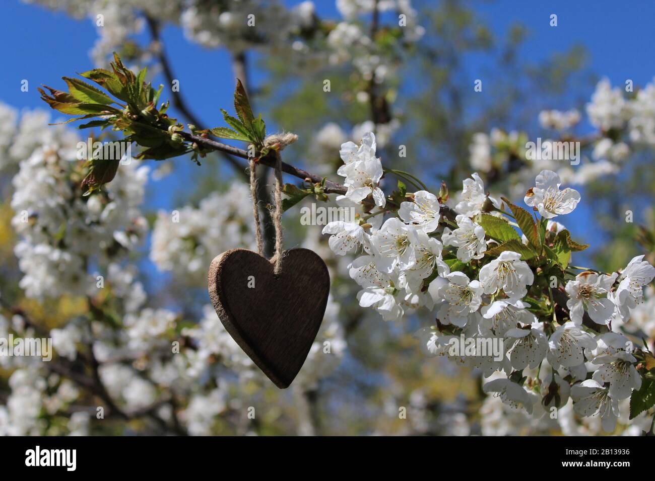 The picture shows a wooden heart in the blossoming cherry tree Stock ...