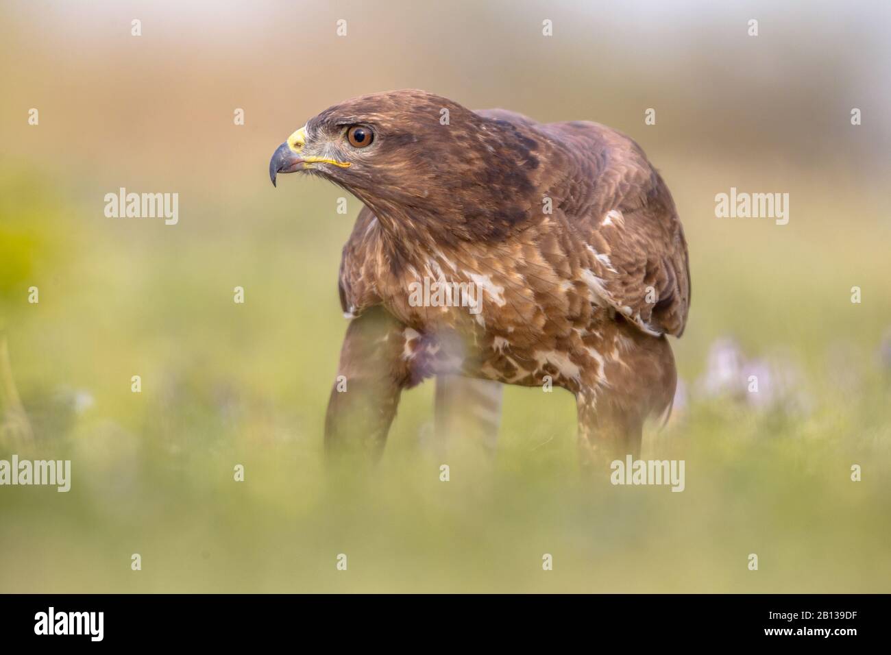 Buteo buteo raptor hi-res stock photography and images - Alamy