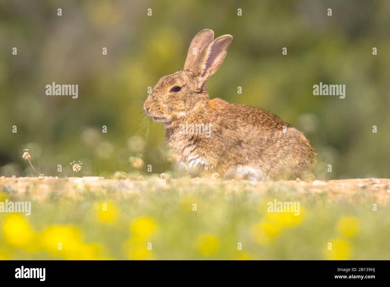 Rodent spain spanish wildlife hi-res stock photography and images - Alamy
