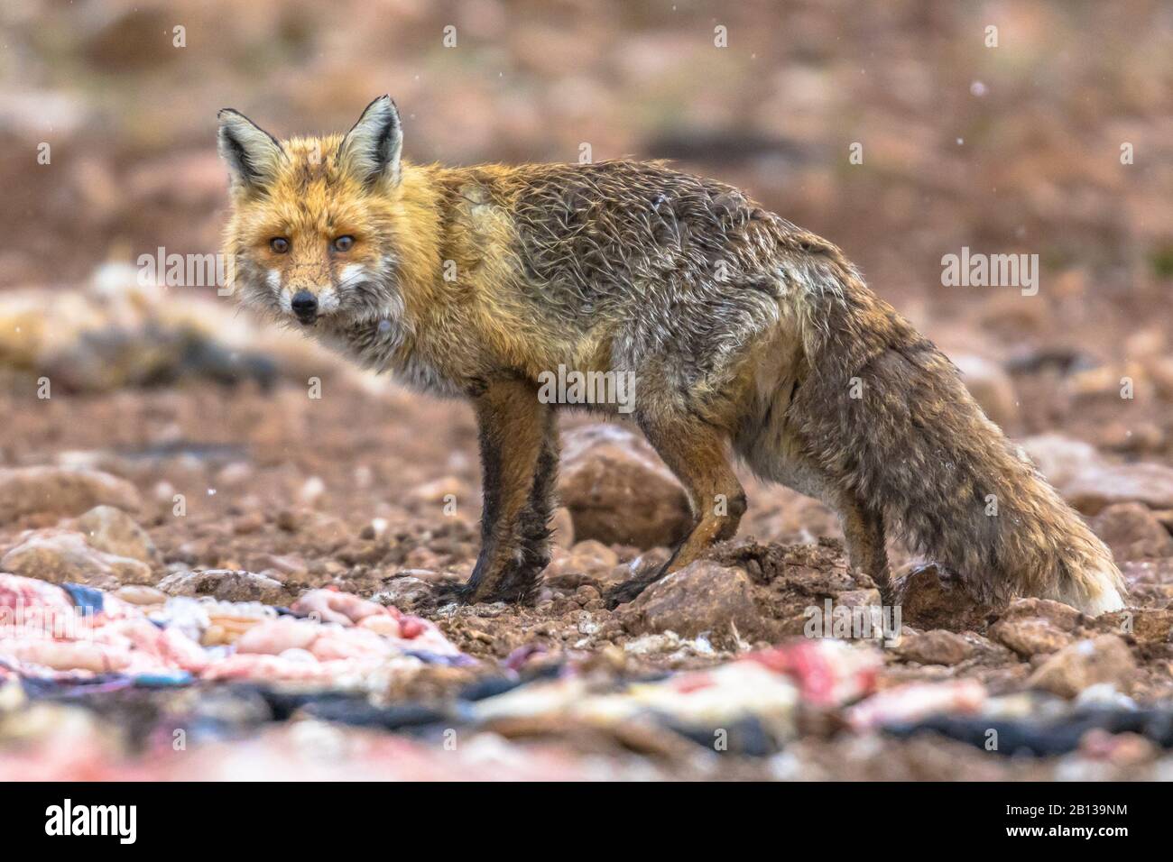 European red fox (Vulpes vulpes) in rocky natural environment in ...