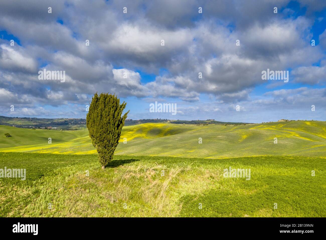 Lonely cypress hi-res stock photography and images - Alamy