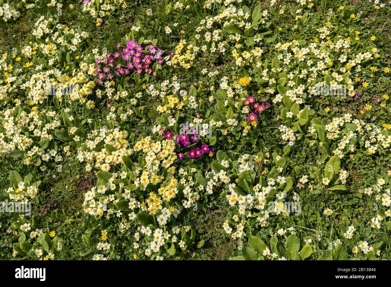 Primrose flowers uk hi-res stock photography and images - Alamy