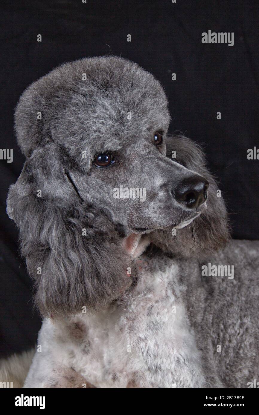 standard poodle dog breed Stock Photo - Alamy