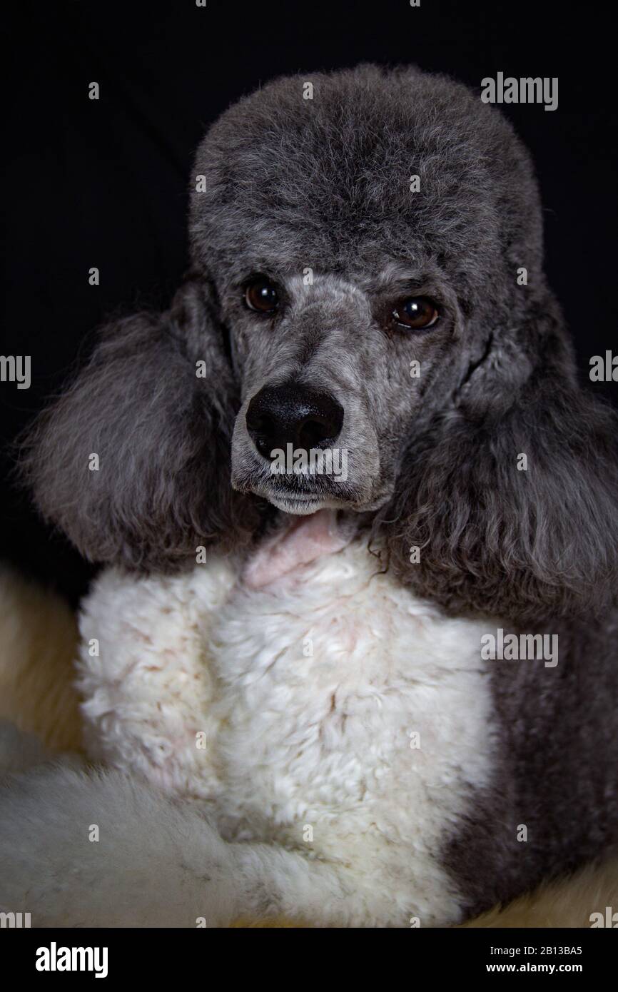 standard poodle dog breed Stock Photo - Alamy