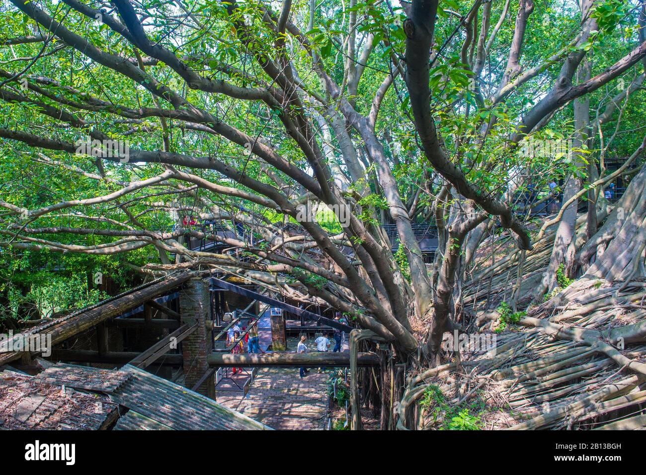 The Anping Tree House in Tainan Taiwan Stock Photo - Alamy