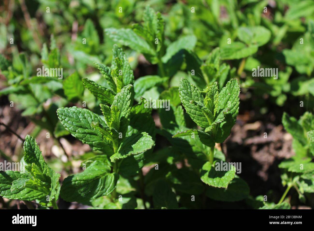 The picture shows a field of peppermint in the garden Stock Photo - Alamy