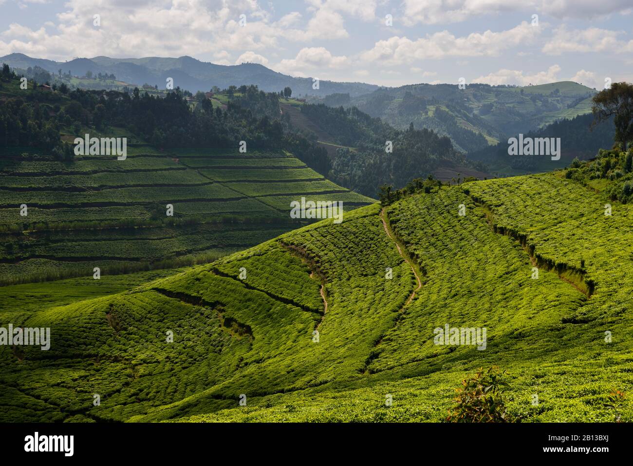 Tea plantations of western Rwanda,Africa Stock Photo - Alamy
