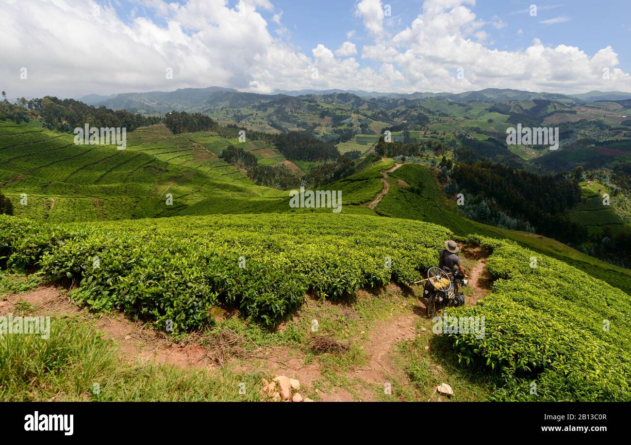 Cycling across the tea plantations of western Rwanda,Africa Stock Photo ...
