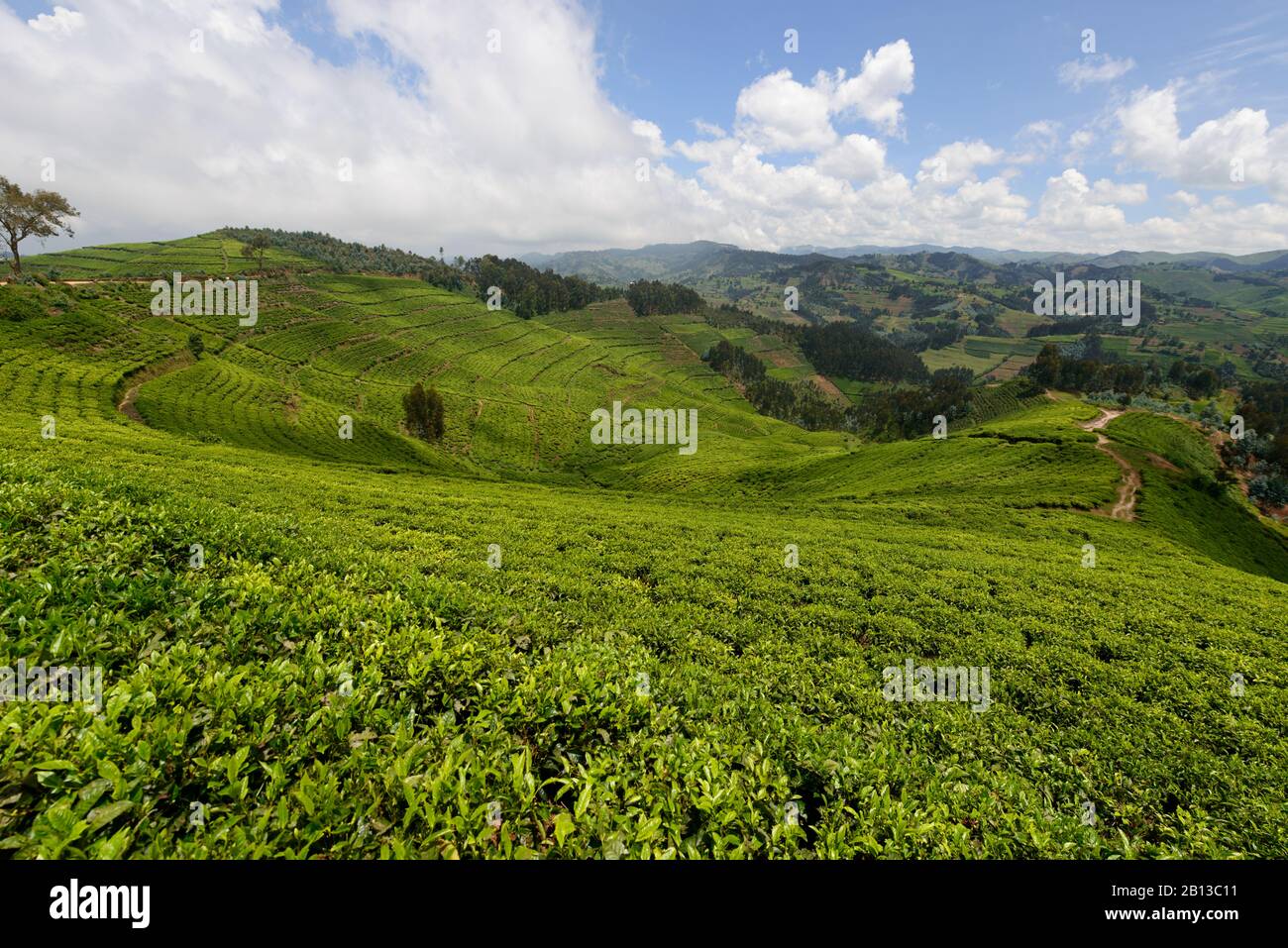 Tea plantations of western Rwanda,Africa Stock Photo - Alamy
