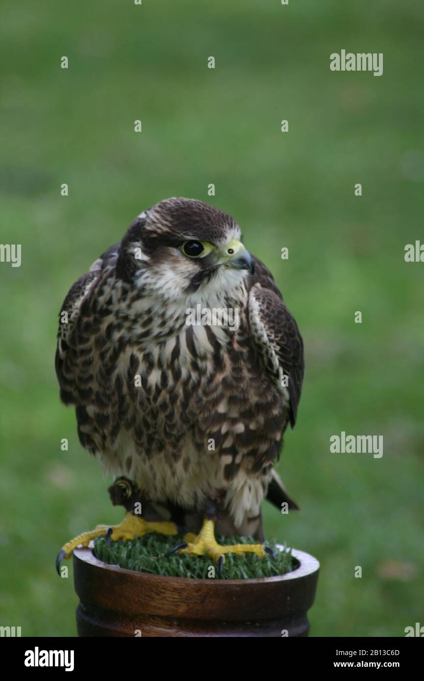 Very beautiful falcon perched on the ground 10/06/2007 Lands End ...