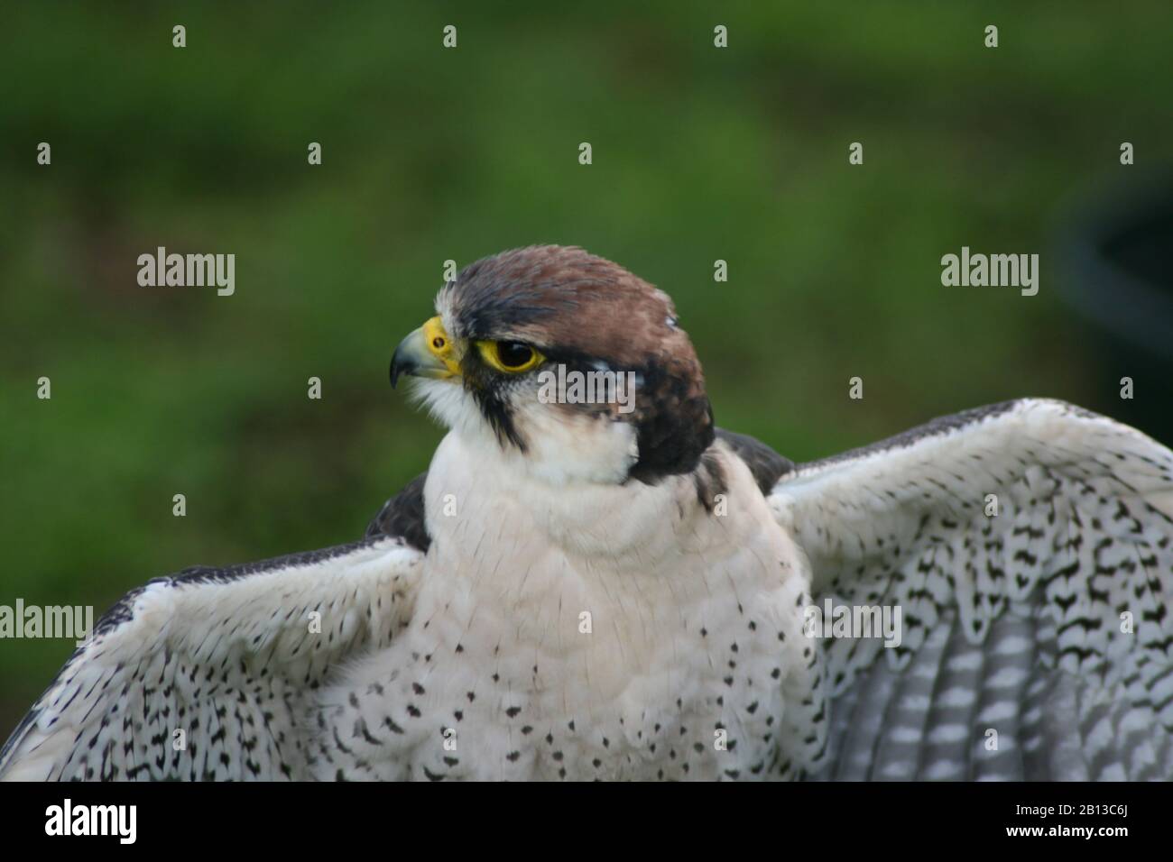 Peregrine falcon new york hi-res stock photography and images - Alamy