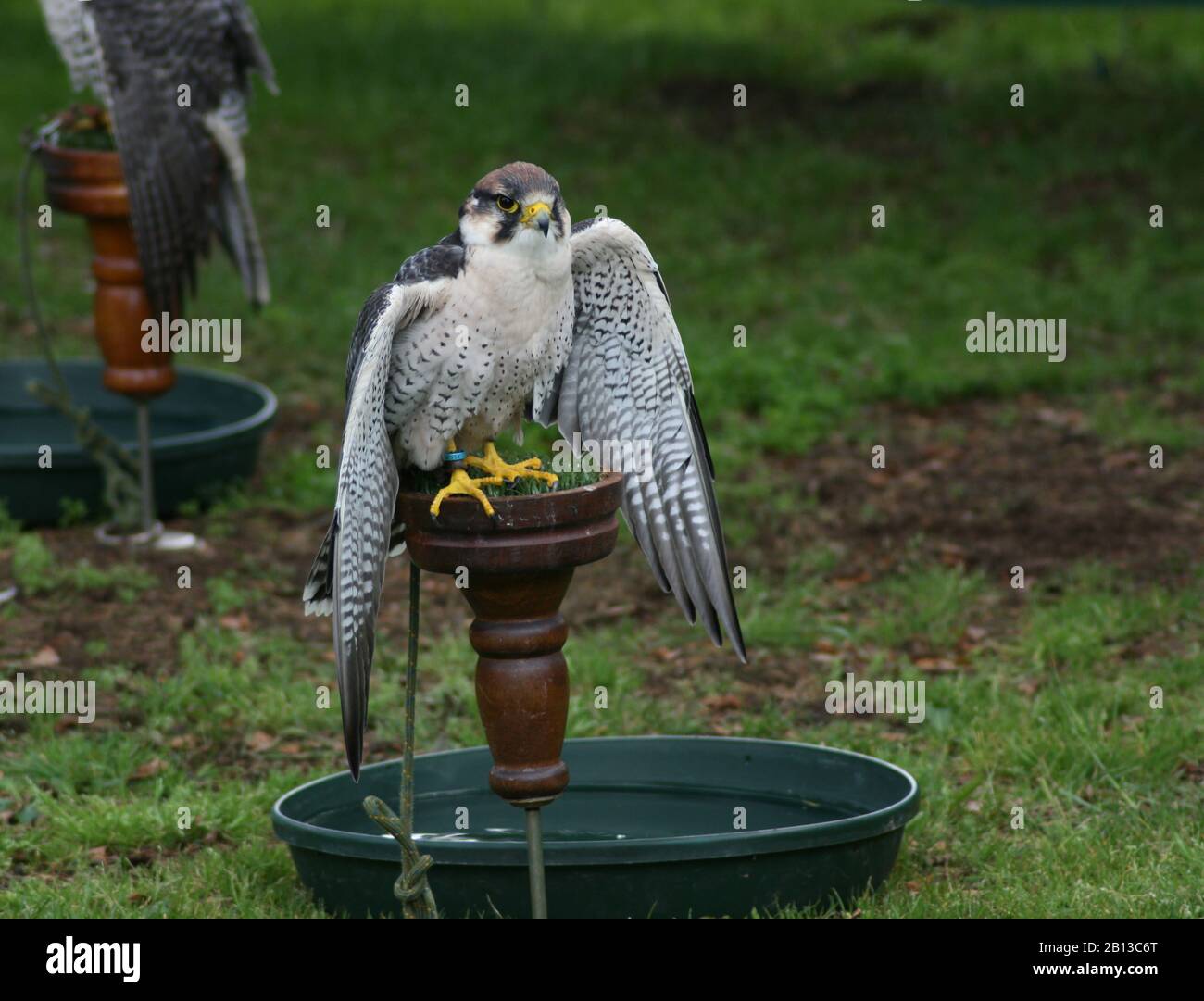Peregrine falcon raptor bird hi-res stock photography and images - Alamy