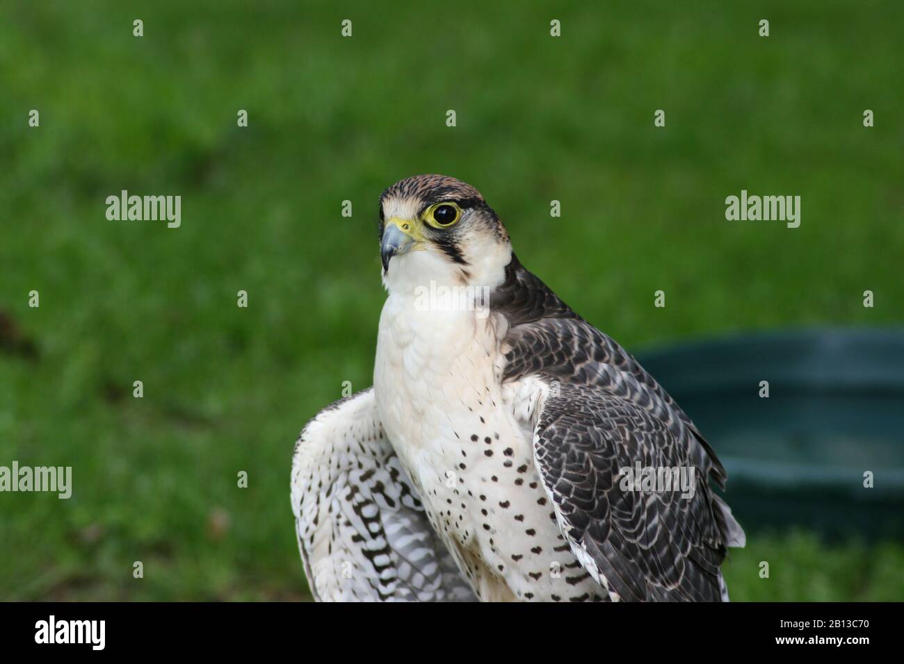 Peregrine falcon new york hi-res stock photography and images - Alamy