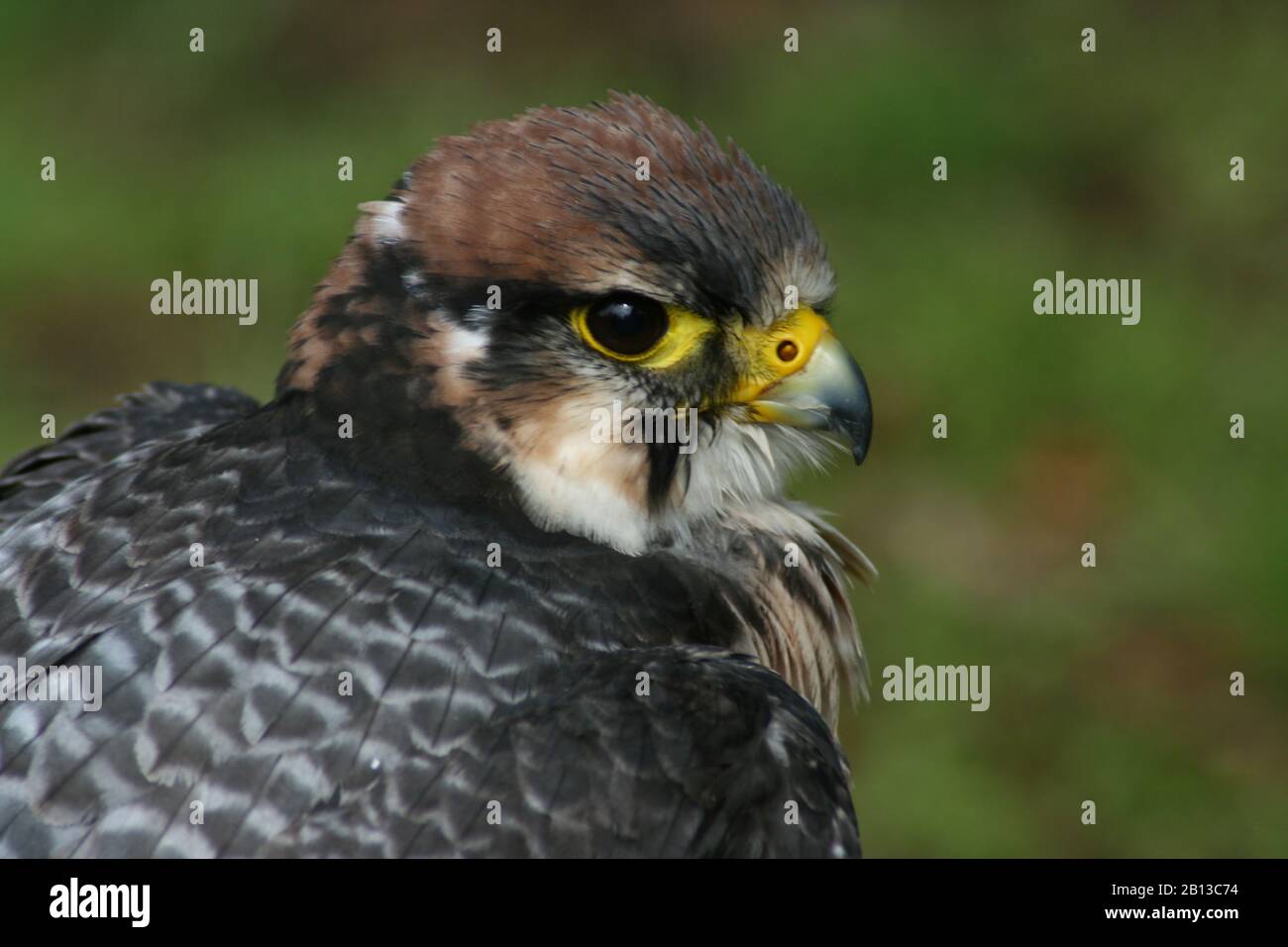 Peregrine falcon new york hi-res stock photography and images - Alamy