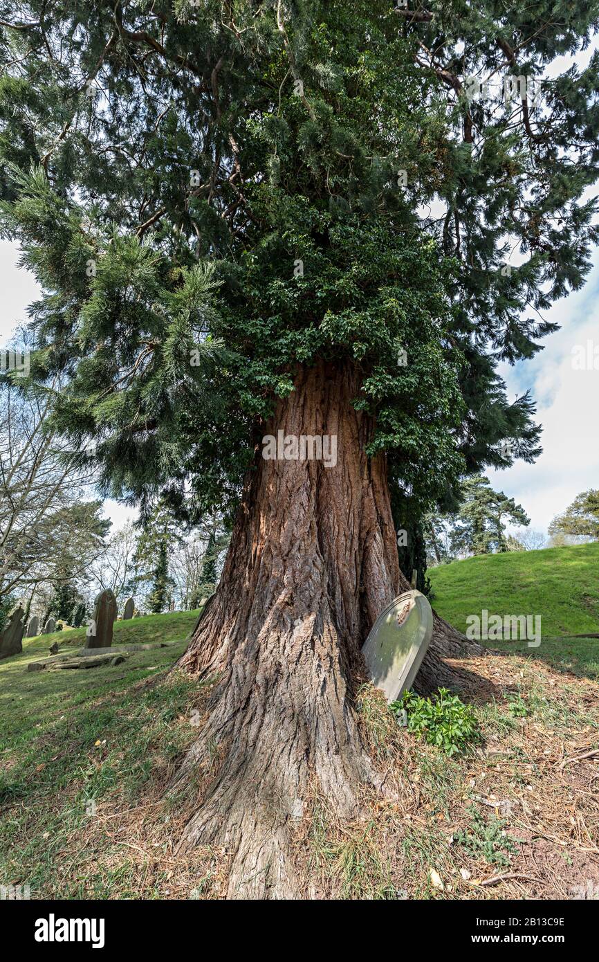 Tree that has grown over a grave and embedded the headstone, Monmouth ...