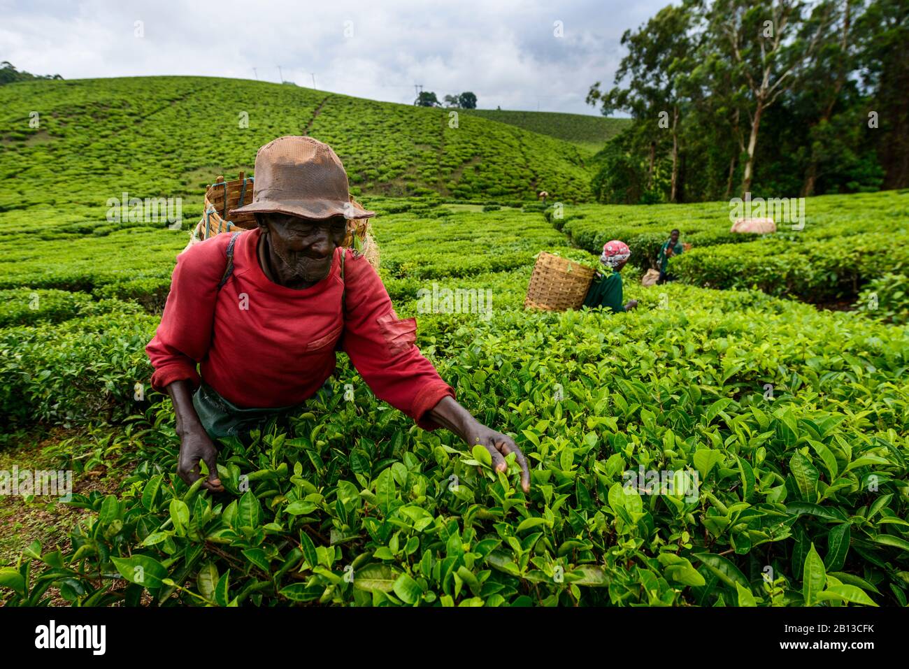 Tea pickers on a tea plantation near Mbeya, Tanzania, Africa Tea ...