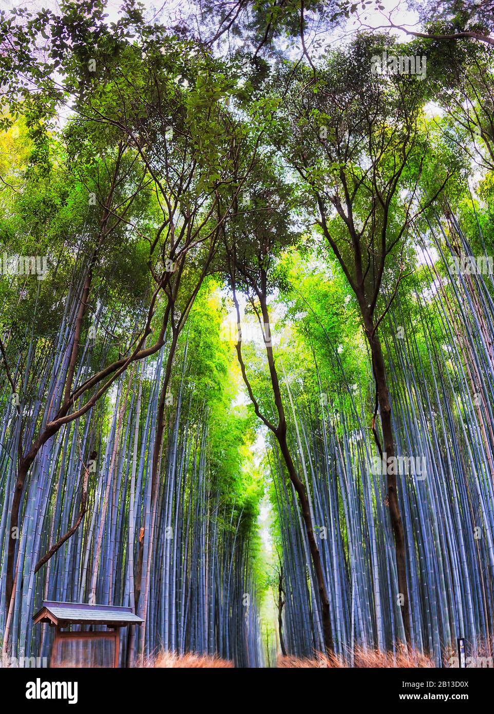 Bamboo grove in Japanese city Kyoto with tall lush bamboo plants ...