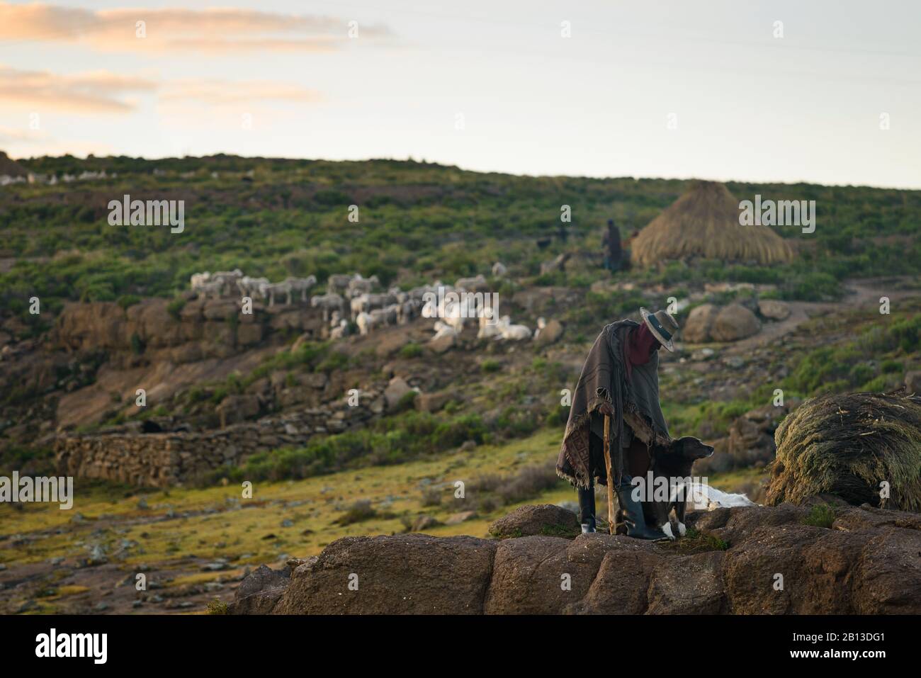 Man standing sheep shepherd dog hi-res stock photography and images - Alamy