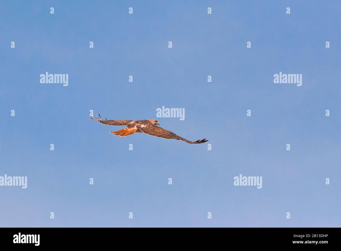 Red tailed Hawk flying in blue sky Stock Photo - Alamy