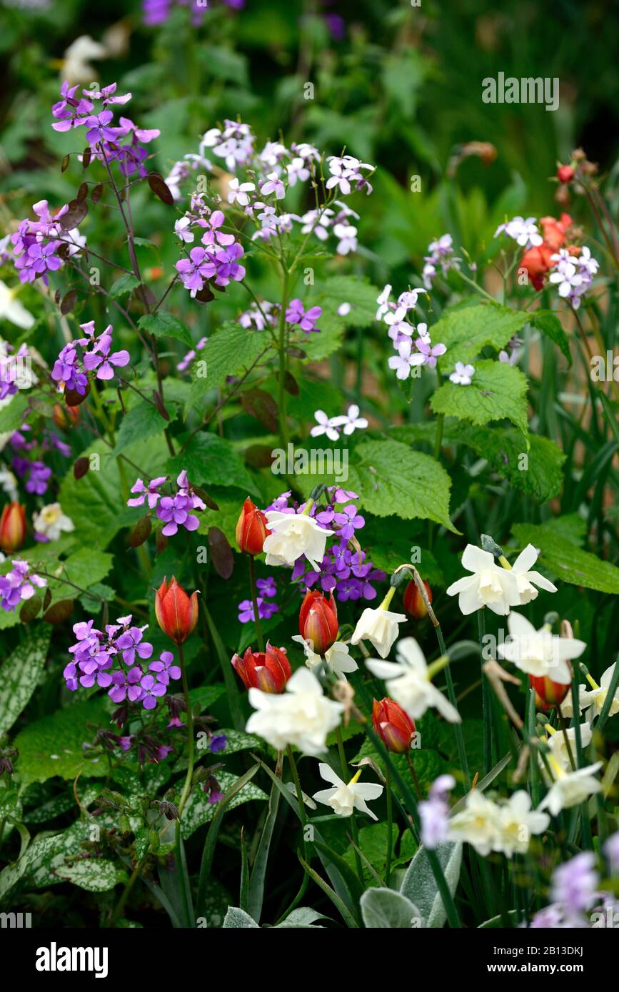 Honesty planting hi-res stock photography and images - Alamy