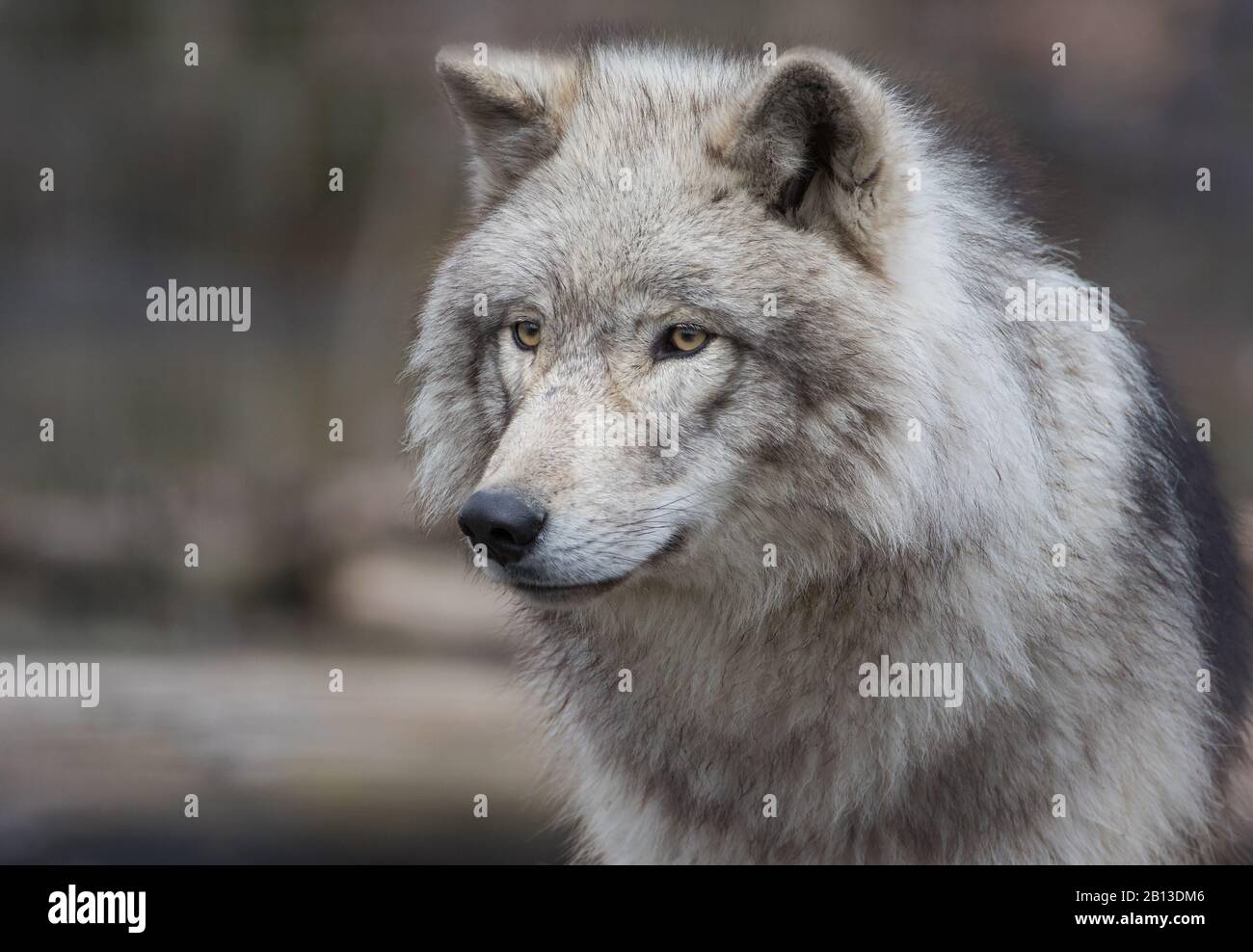 Grey Wolf extreme close up portrait Stock Photo - Alamy