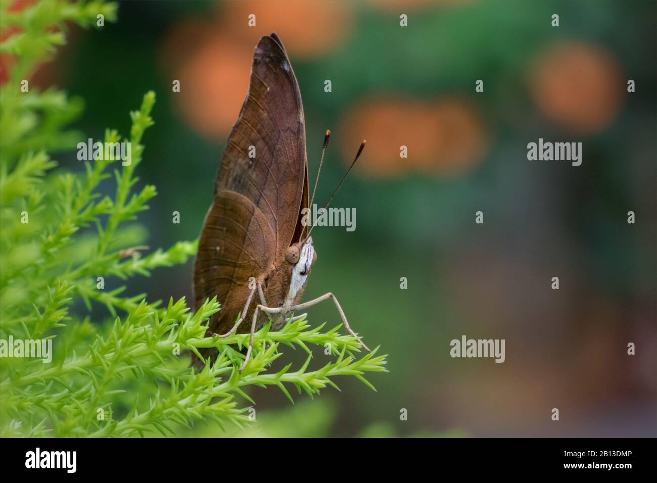 Autumn leaf butterfly extreme close up Stock Photo - Alamy