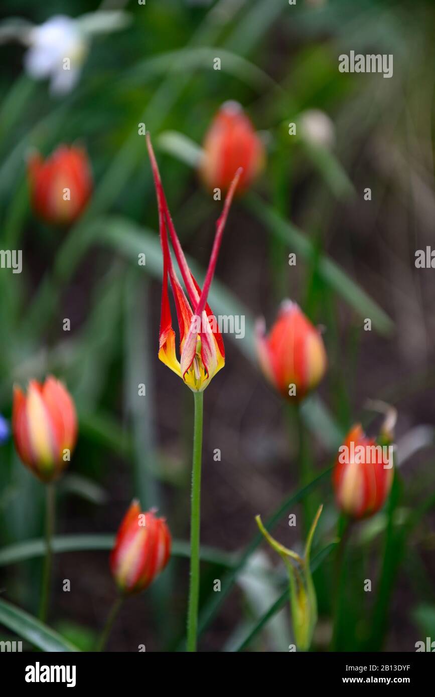 Acuminata tulipa hi-res stock photography and images - Alamy