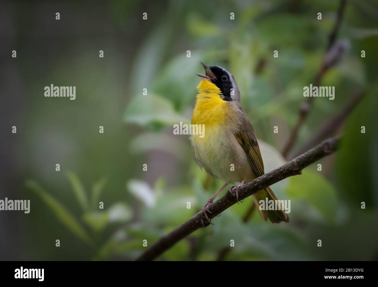 Singing birds in the tree hi-res stock photography and images - Alamy