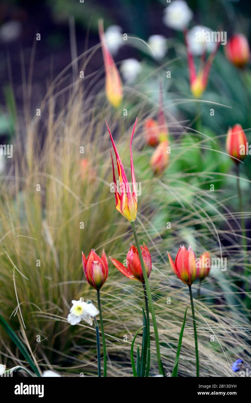 Acuminata tulipa hi-res stock photography and images - Alamy