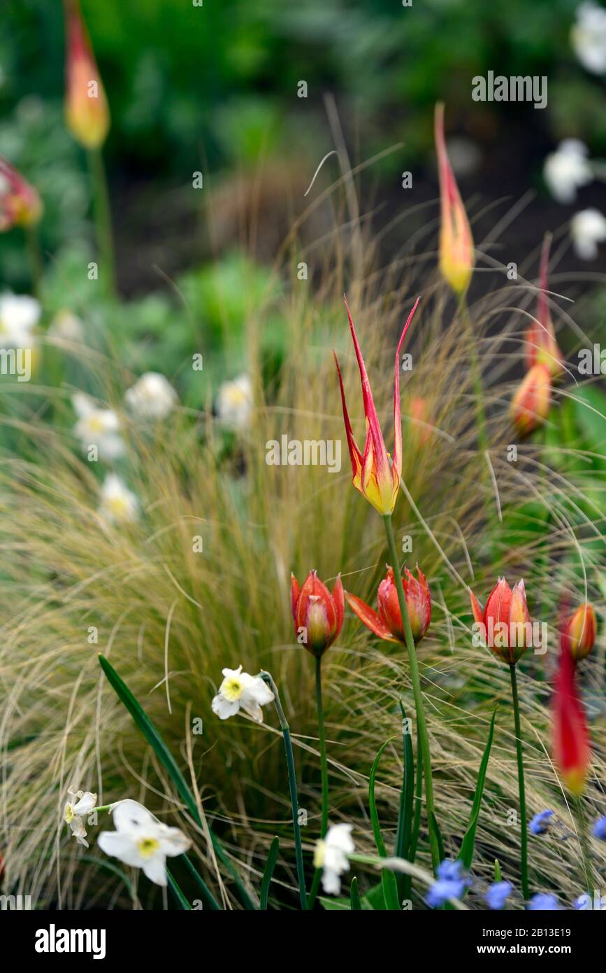 Tulipa acuminata tulip hi-res stock photography and images - Alamy