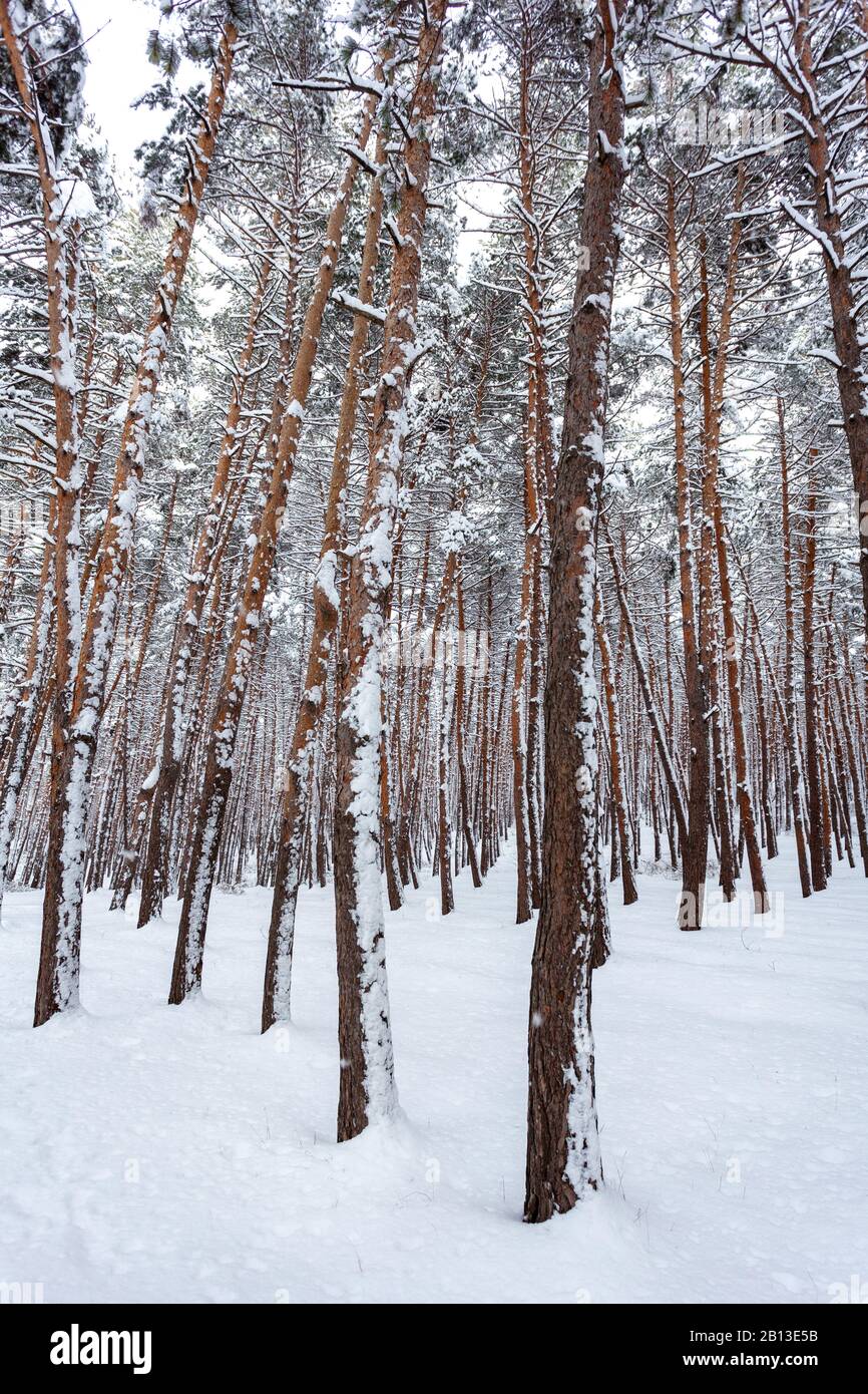 Snow over the spruces and pines in Surami, forest Stock Photo - Alamy