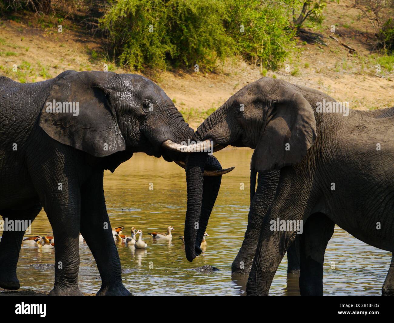 Elephant hug hi-res stock photography and images - Alamy