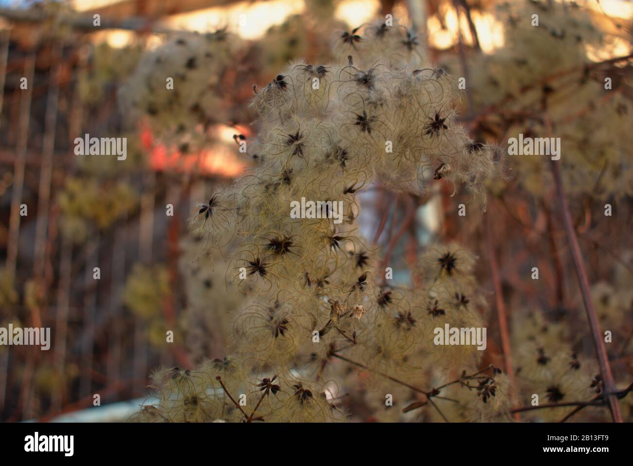 Clematis virginiana hi-res stock photography and images - Alamy