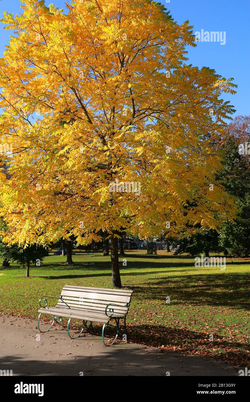 Tree and park bench hi-res stock photography and images - Alamy
