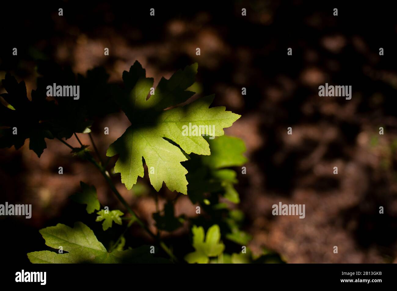 Gumball tree hi-res stock photography and images - Alamy