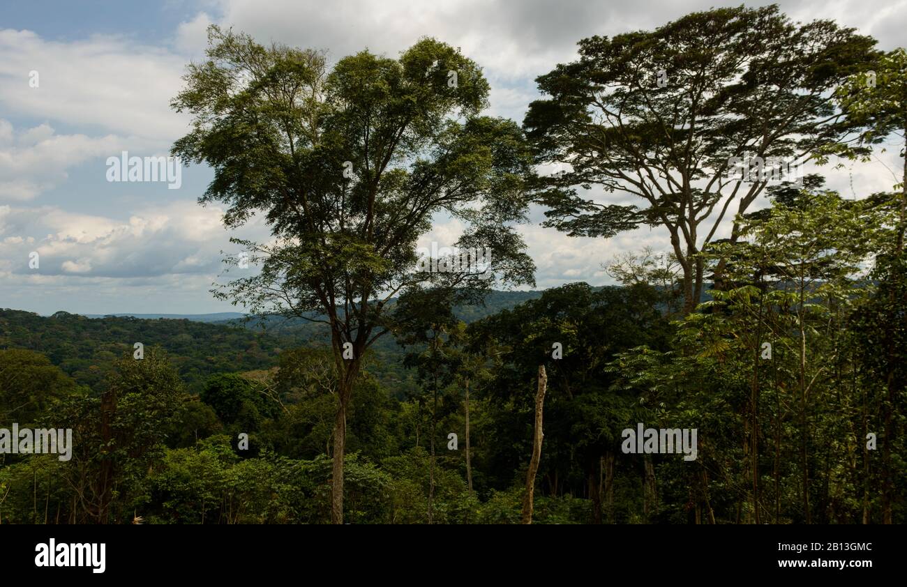 Gabon forest hi-res stock photography and images - Alamy