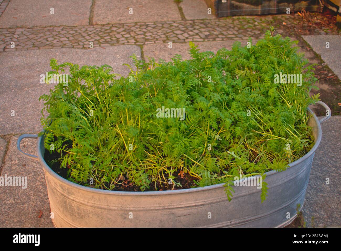 Anise leaves growing in metal raised bed in community garden in ...